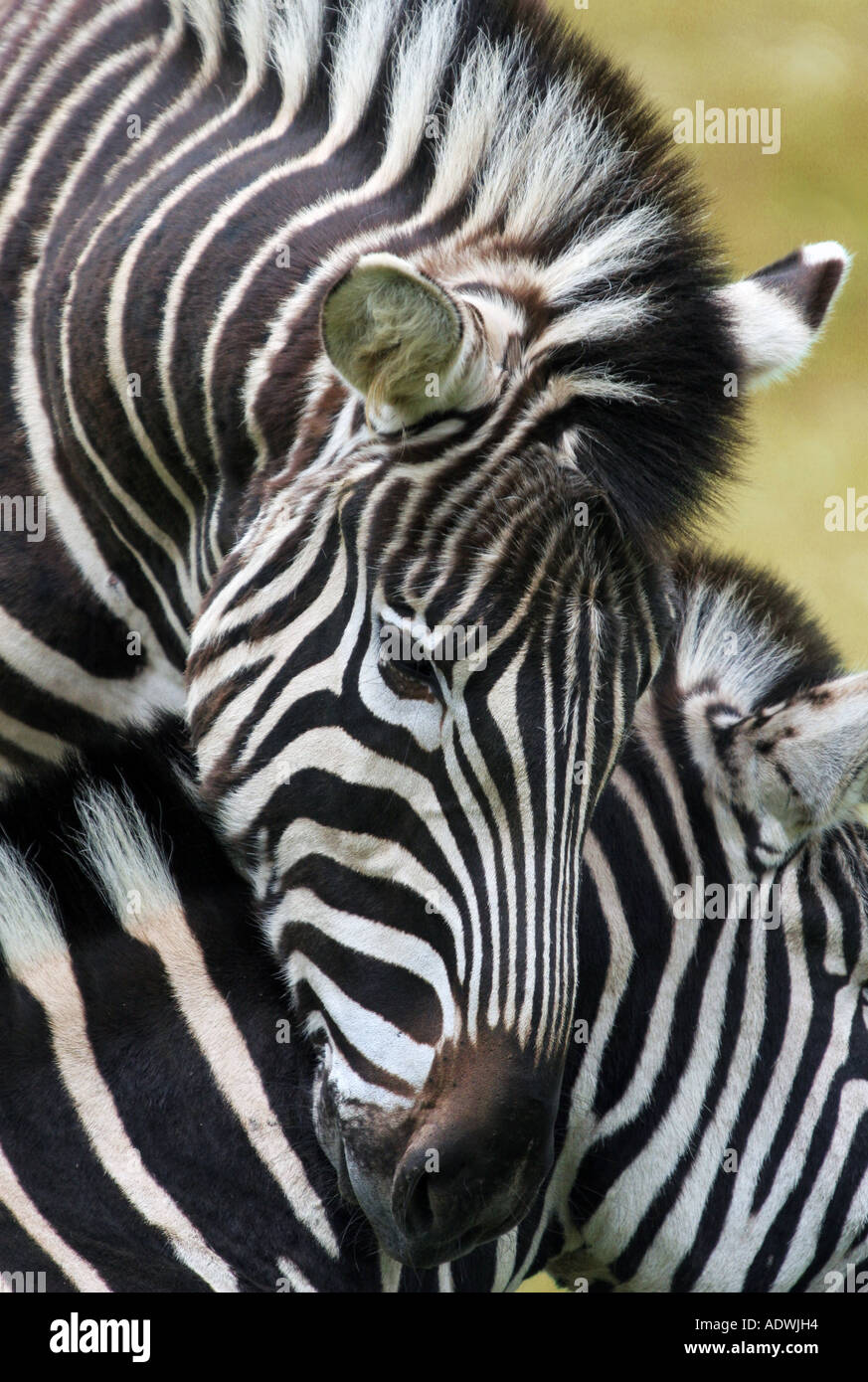 Zebra with head over mates neck in an embrace at Cotswold widlife park ...