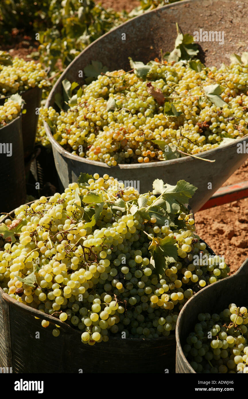 Harvest of the muscatel grape to make wine Stock Photo - Alamy