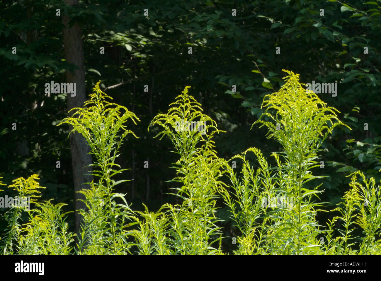 Golden Rod -Salidago- in a New England forest during the summer months ...