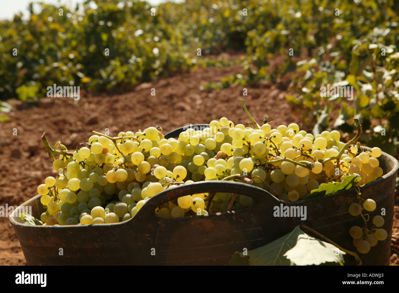 Harvest of the muscatel grape to make wine Stock Photo - Alamy