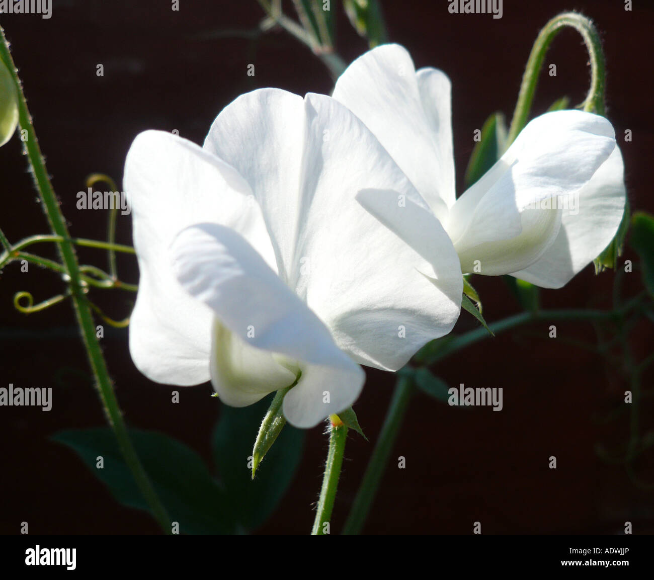 White Sweet Pea Stock Photo - Alamy