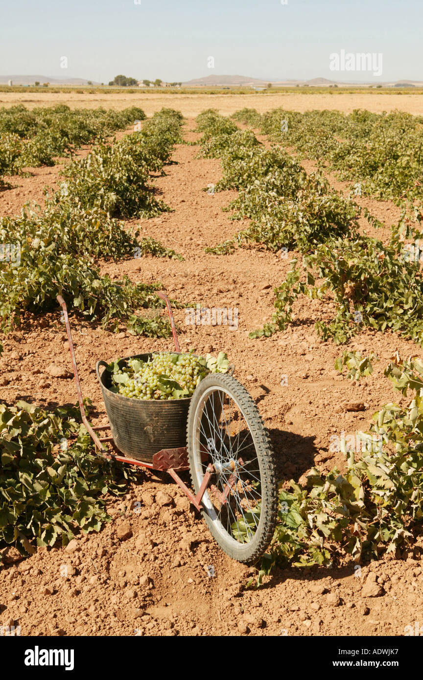 Harvest of the muscatel grape to make wine Stock Photo - Alamy