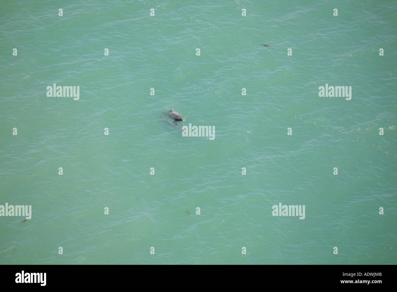 Dolphin sea overhead hi-res stock photography and images - Alamy