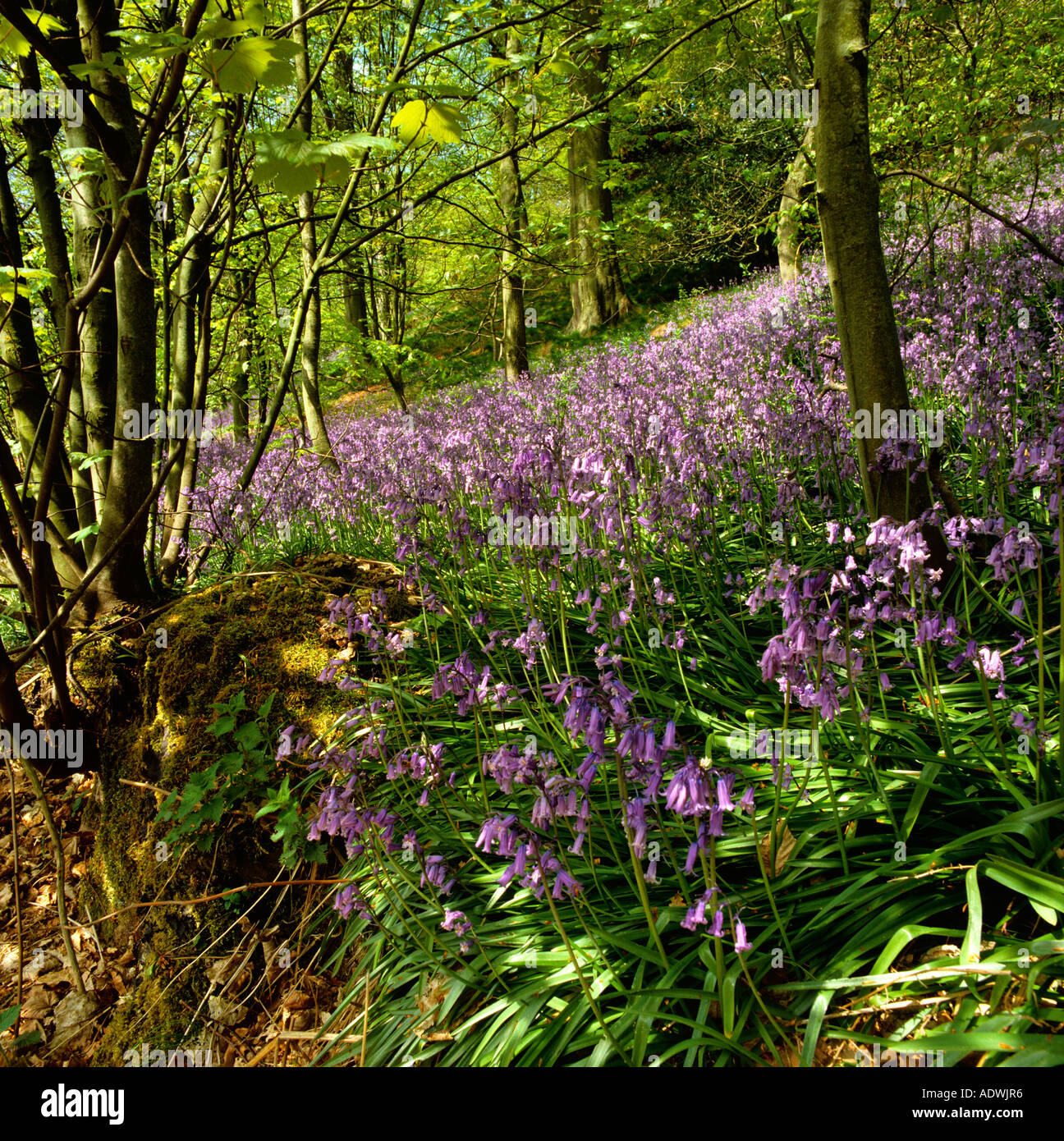 UK, Cheshire Pott Shrigley spring woodland bluebells Stock Photo - Alamy