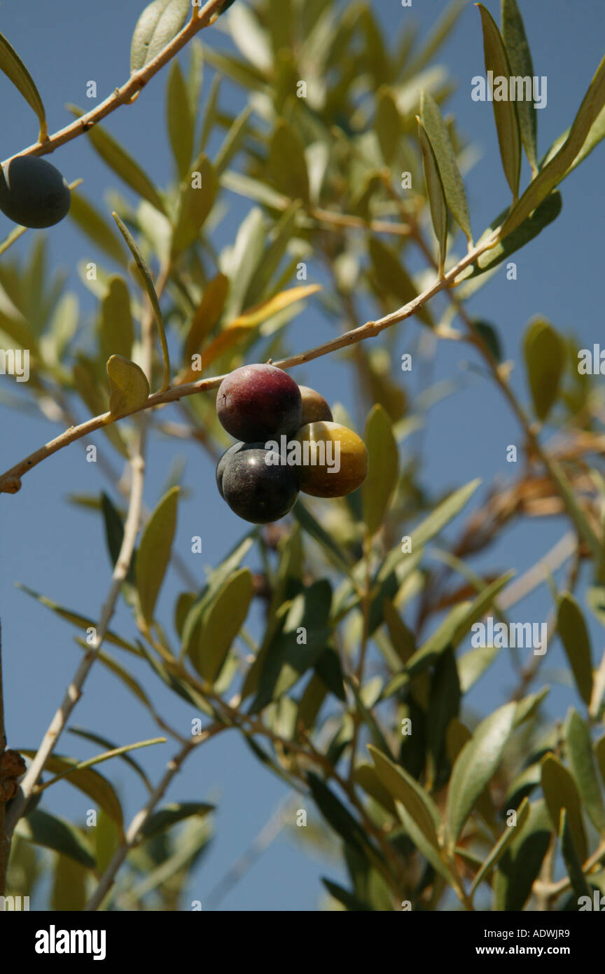 olive harvest in an olive field Stock Photo - Alamy