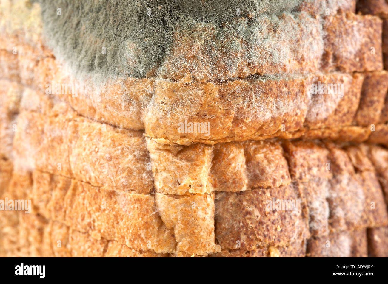 Penicillium fungi bread hi-res stock photography and images - Alamy