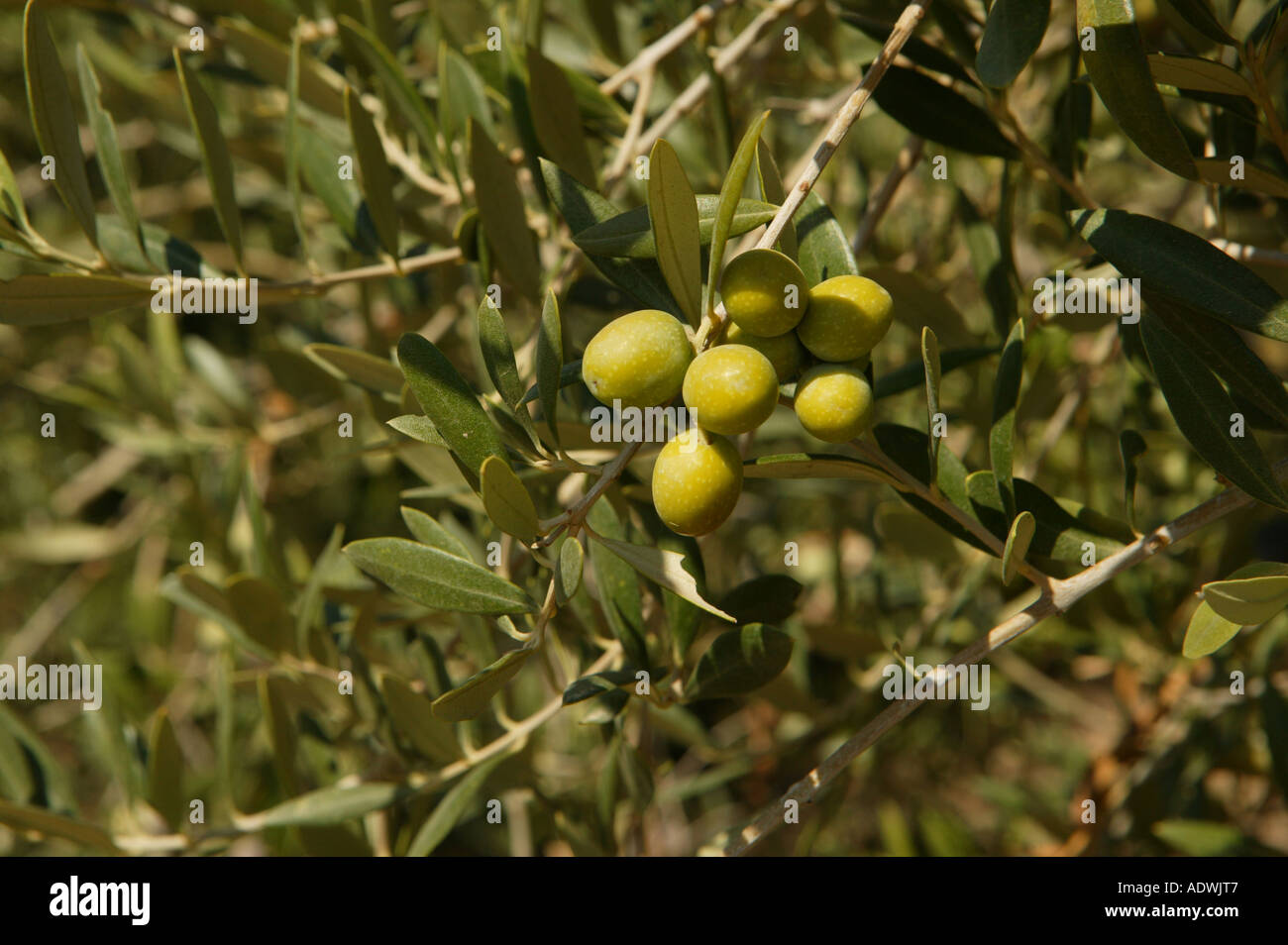 olive harvest in an olive field Stock Photo - Alamy