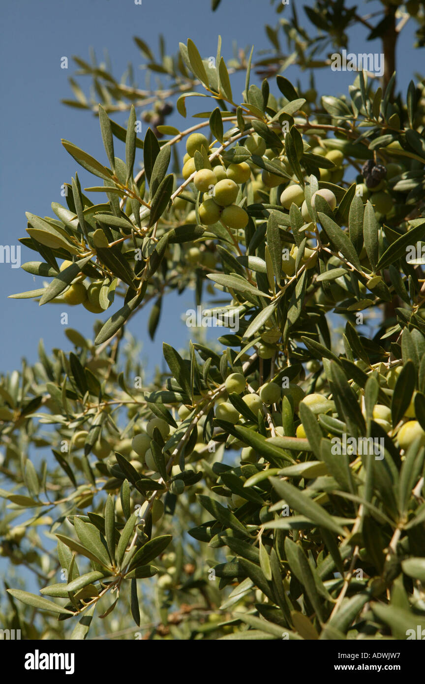 olive harvest in an olive field Stock Photo - Alamy