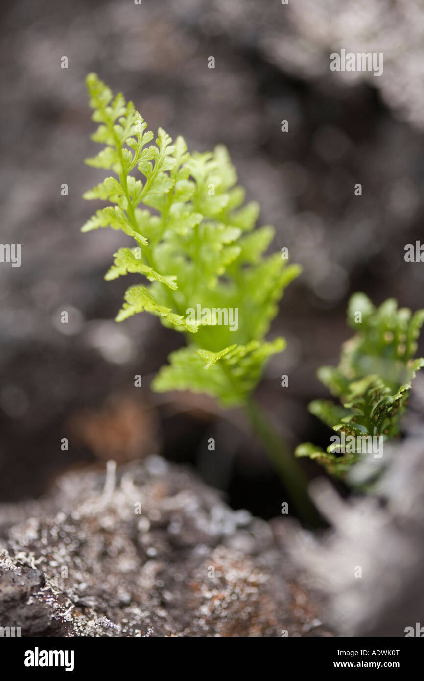 close up of fern and lichen growing in lava on Mauna Loa Stock Photo ...