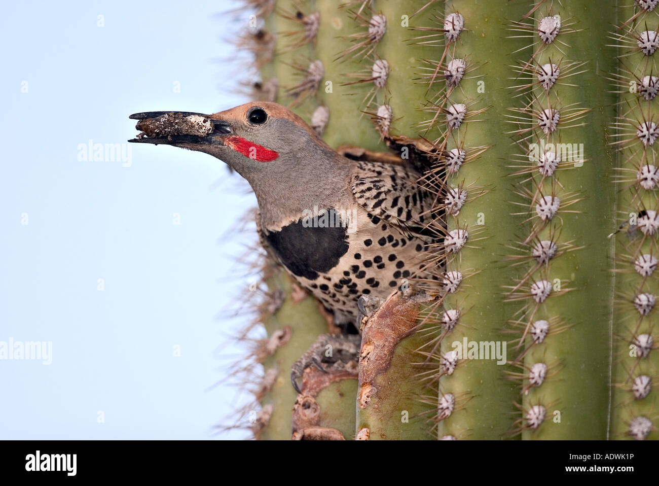 Gilded Flicker Colaptes auratus Tucson Pima Co ARIZONA USA 26 April ...