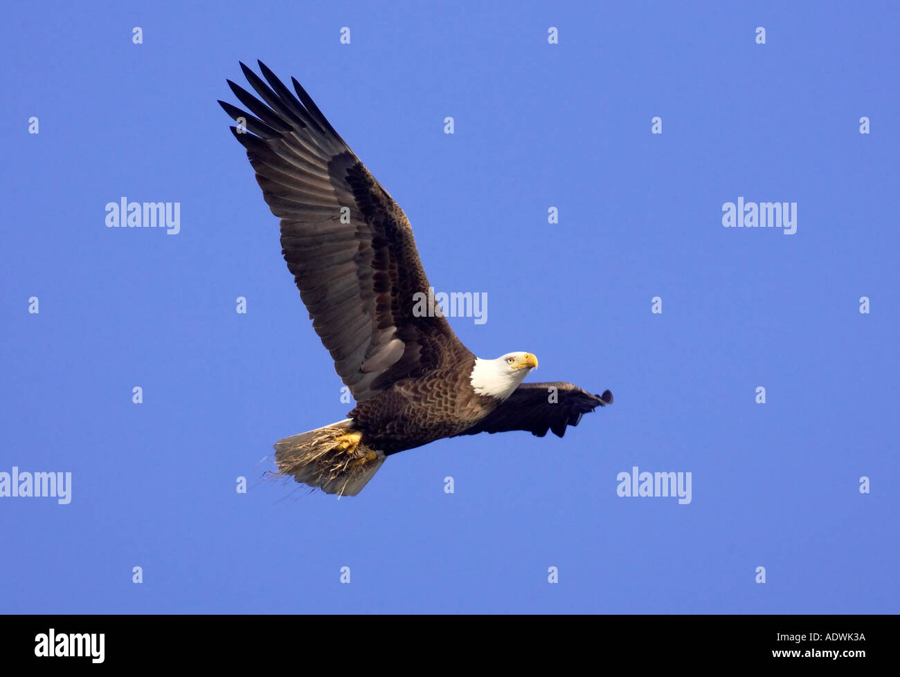 Bald Eagle in Flight Stock Photo - Alamy