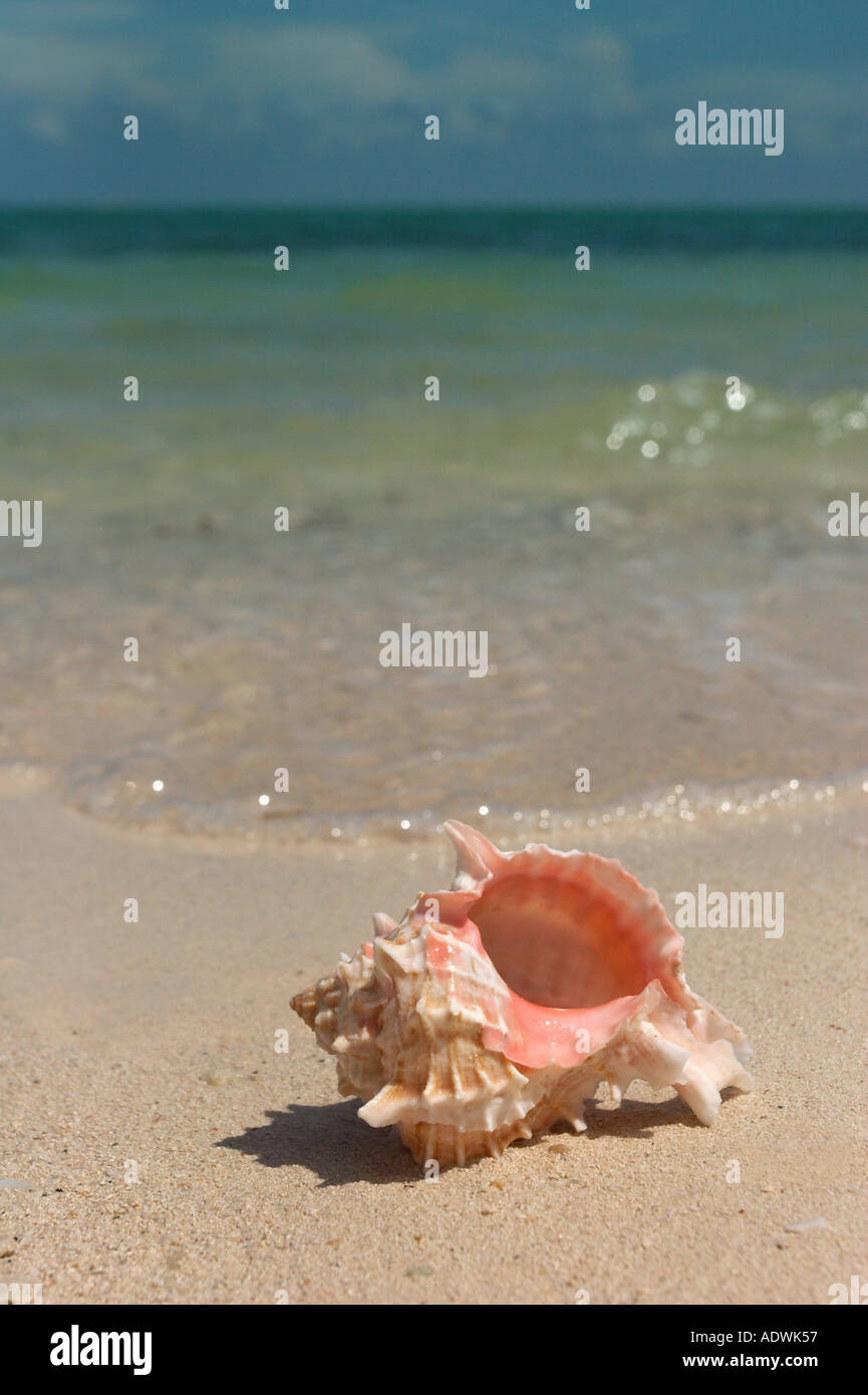 A shell on a tropical beach Stock Photo - Alamy