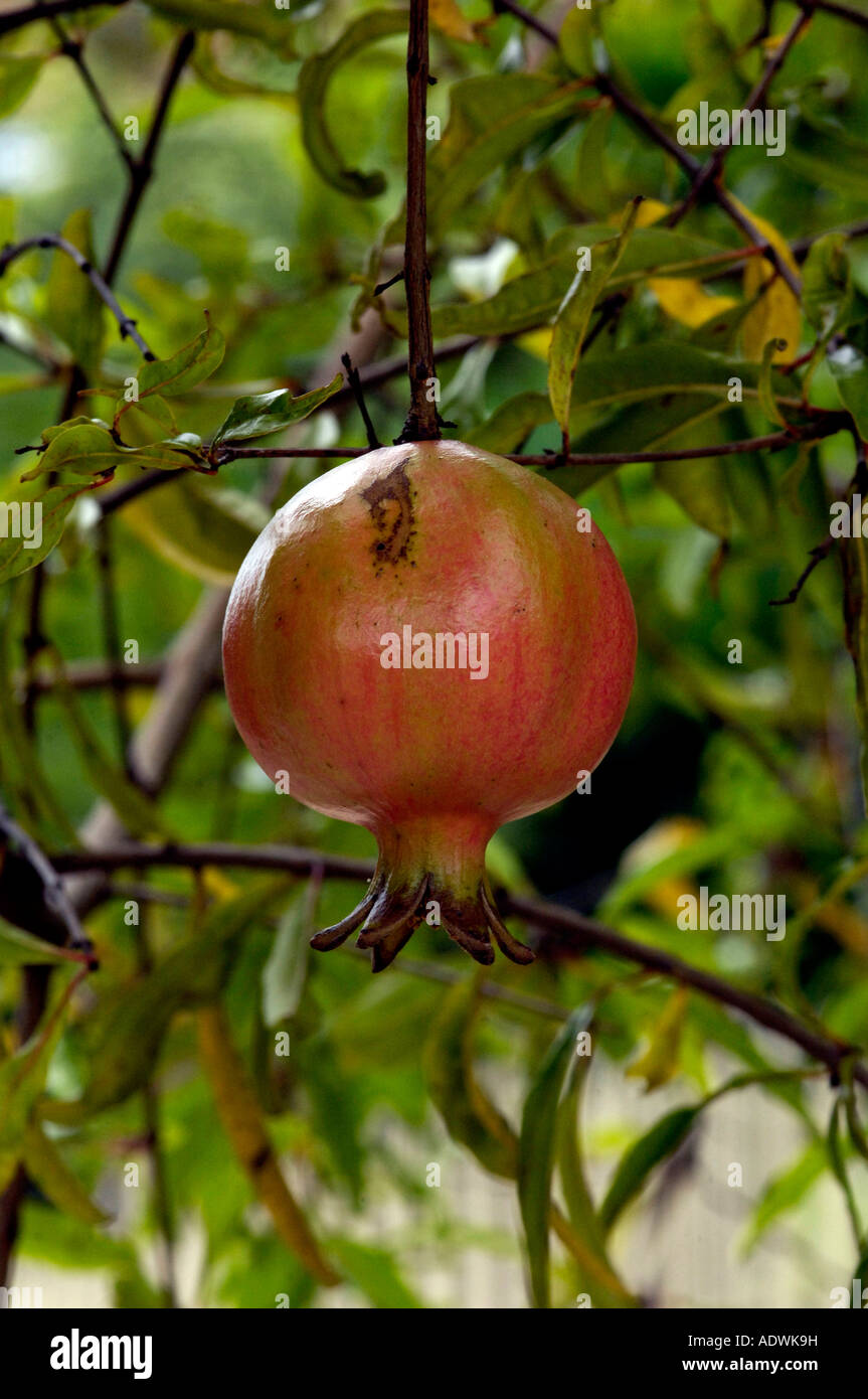 pomegranate growing on a branch in Thailand pic Richard Crampton 00 66 ...