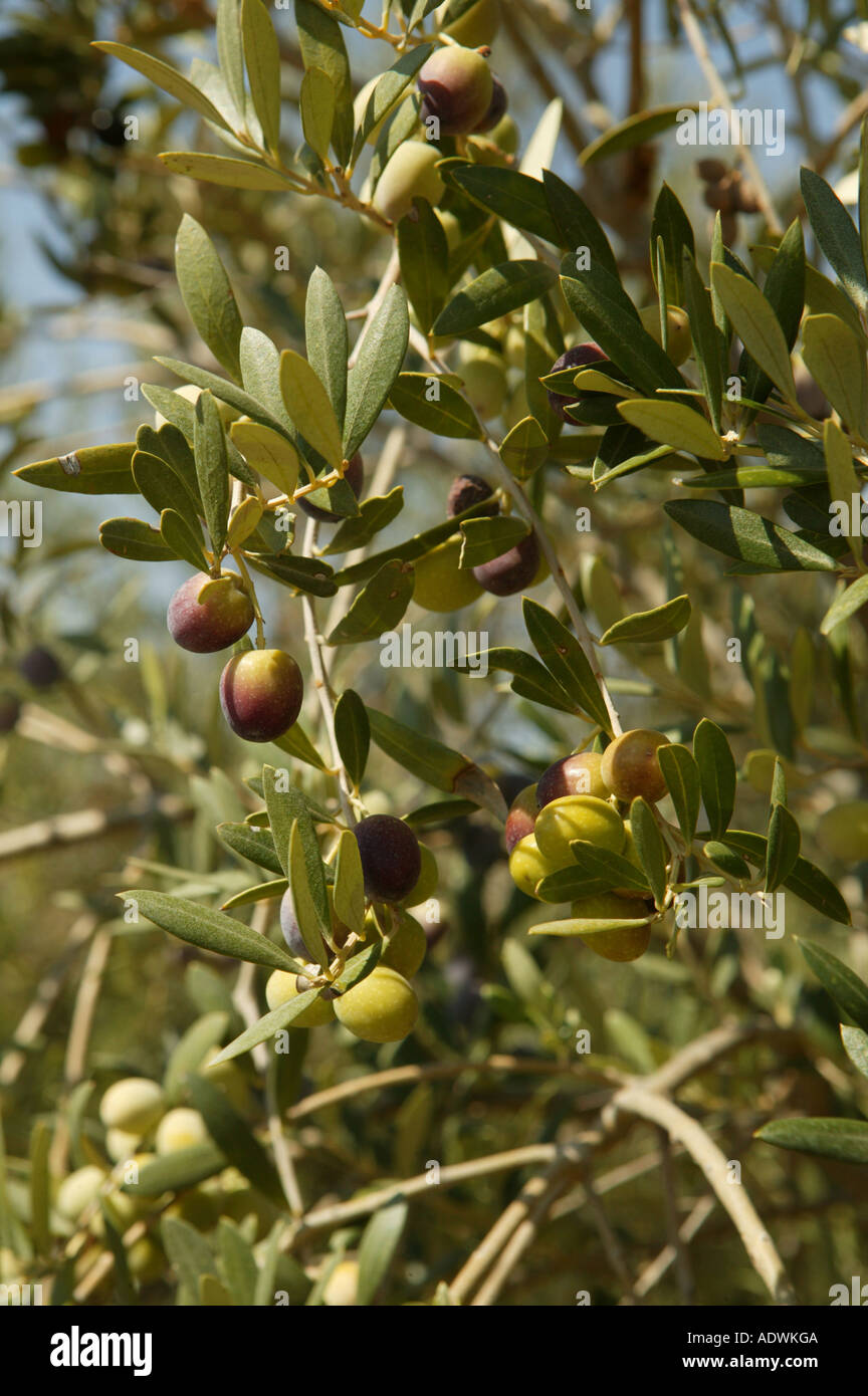 olive harvest in an olive field Stock Photo - Alamy