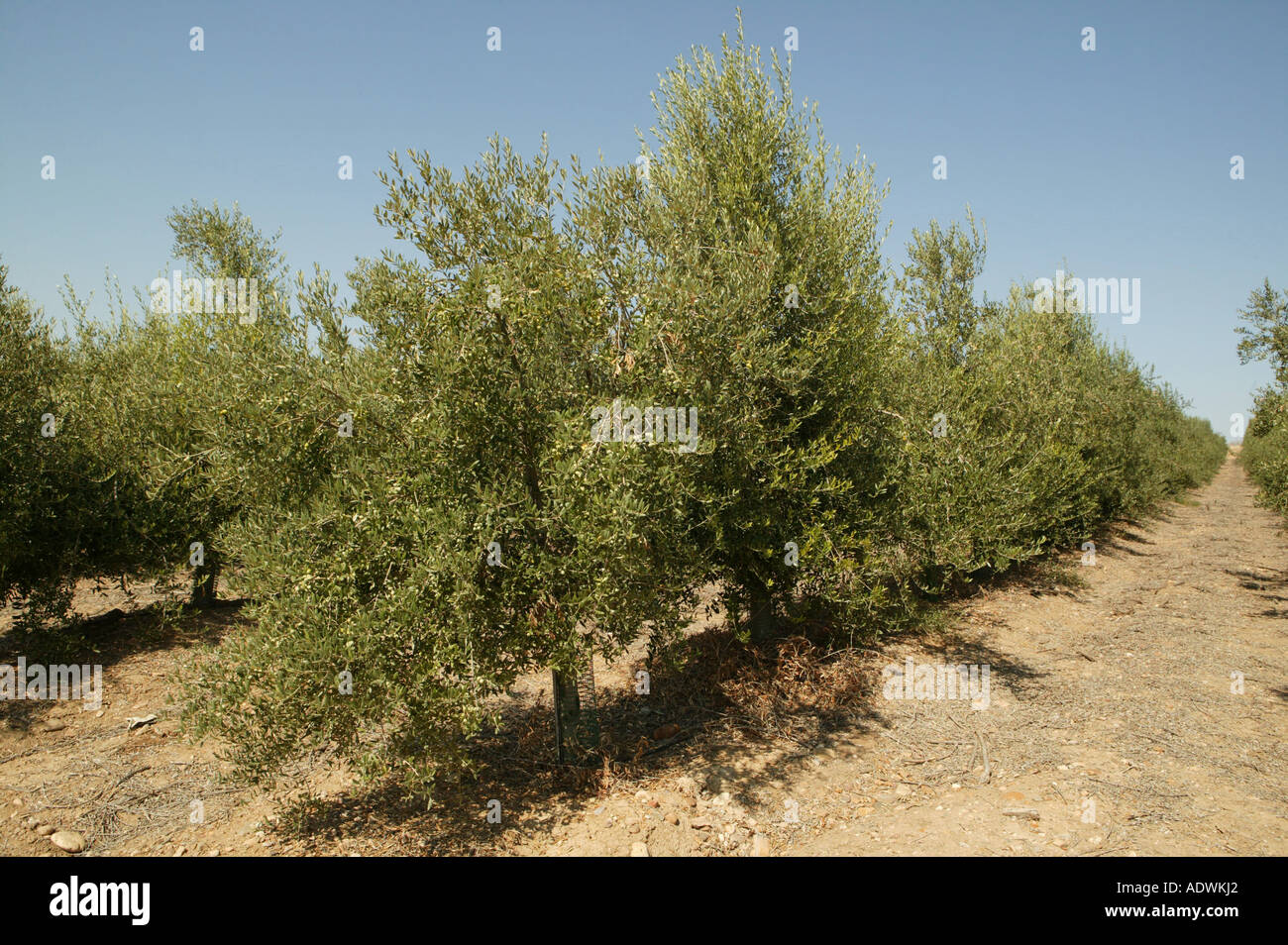 Fondo olivar hi-res stock photography and images - Alamy