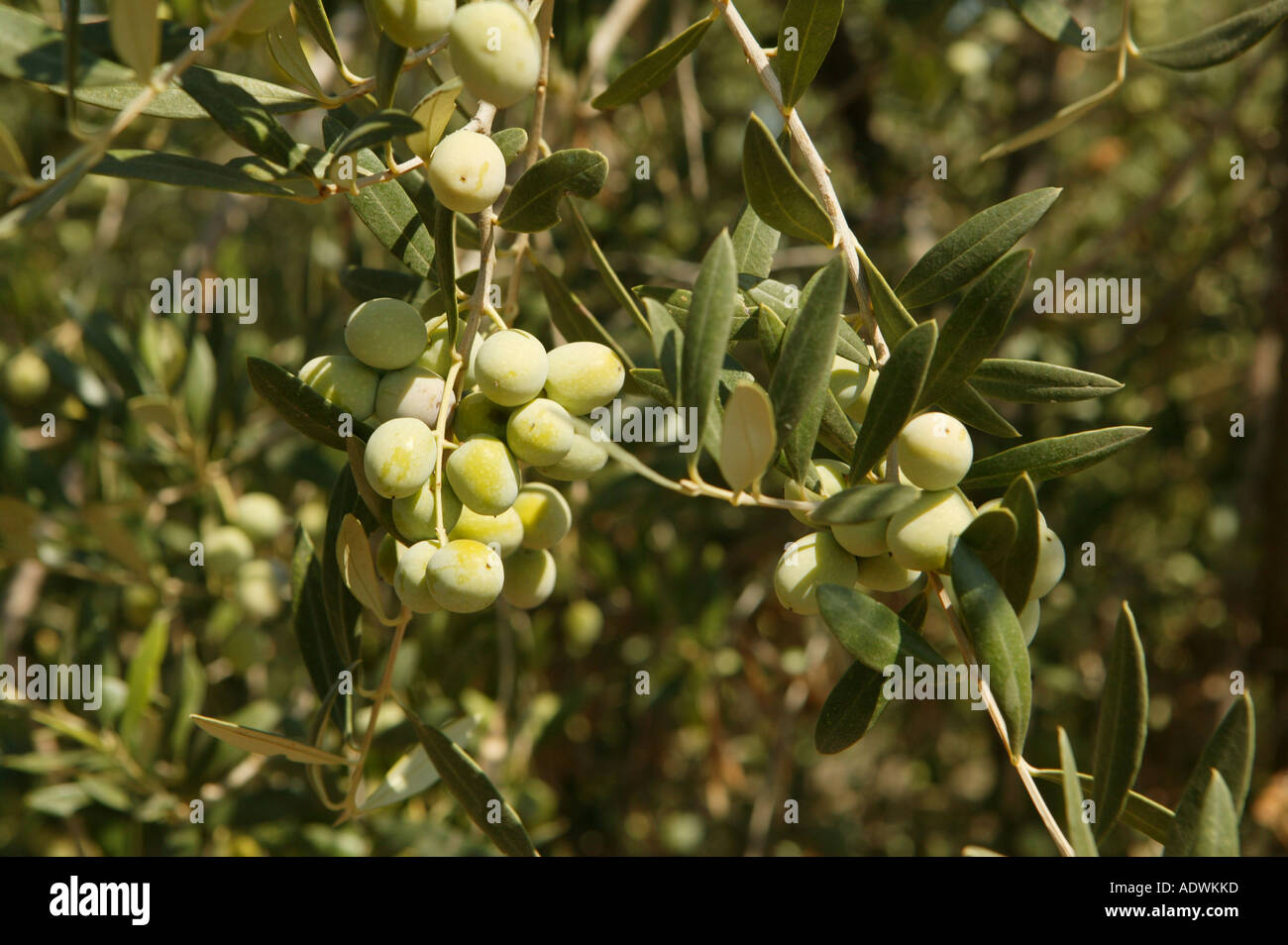olive harvest in an olive field Stock Photo - Alamy