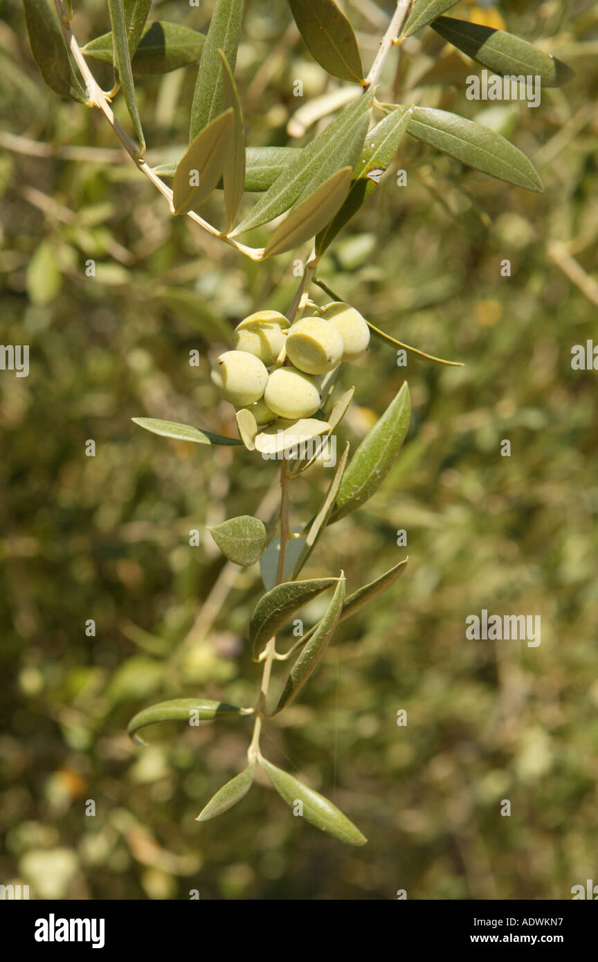 olive harvest in an olive field Stock Photo - Alamy