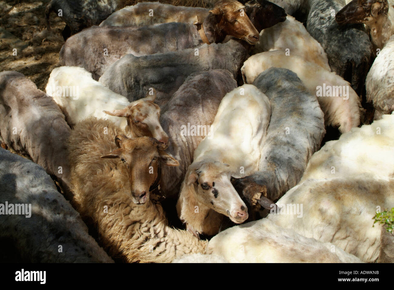 Ithaca island monastery hi-res stock photography and images - Alamy