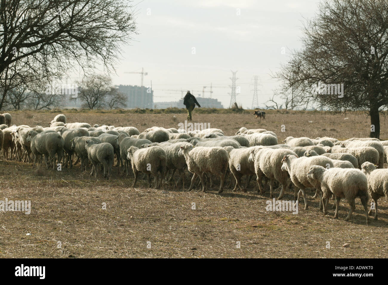 shepherd leading a flock of sheep Stock Photo - Alamy