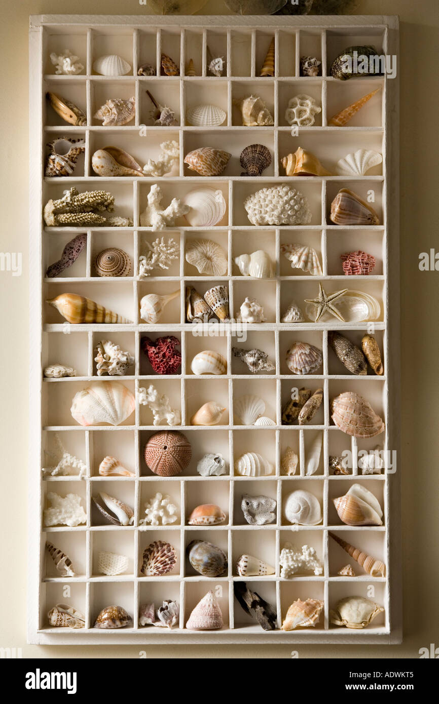 seashells collection of shells in compartmentalised box Stock Photo - Alamy