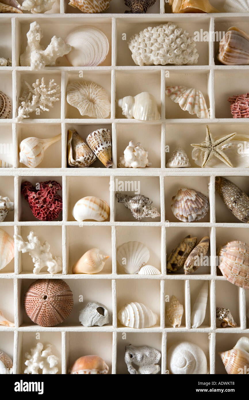 seashells collection of sea shells in compartmentalised box Stock Photo ...