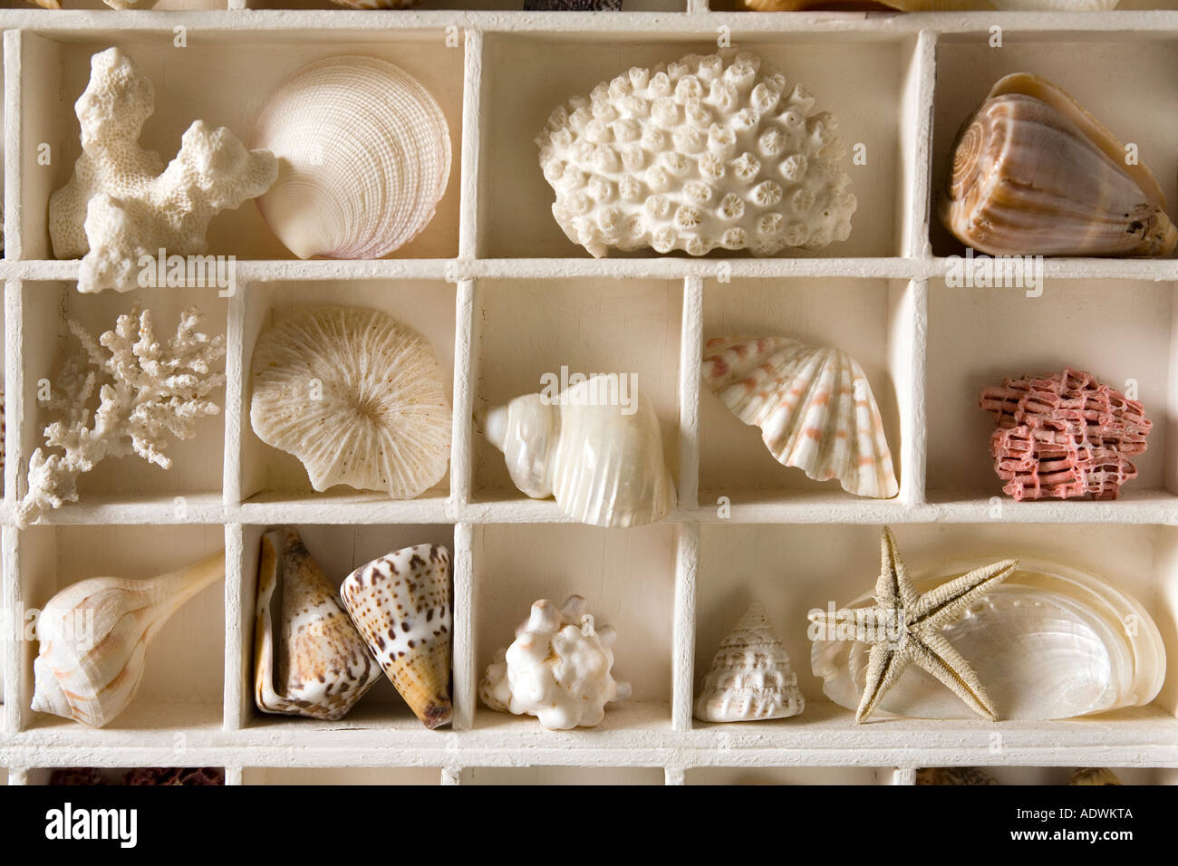 seashells collection of shells in compartmentalised box Stock Photo - Alamy