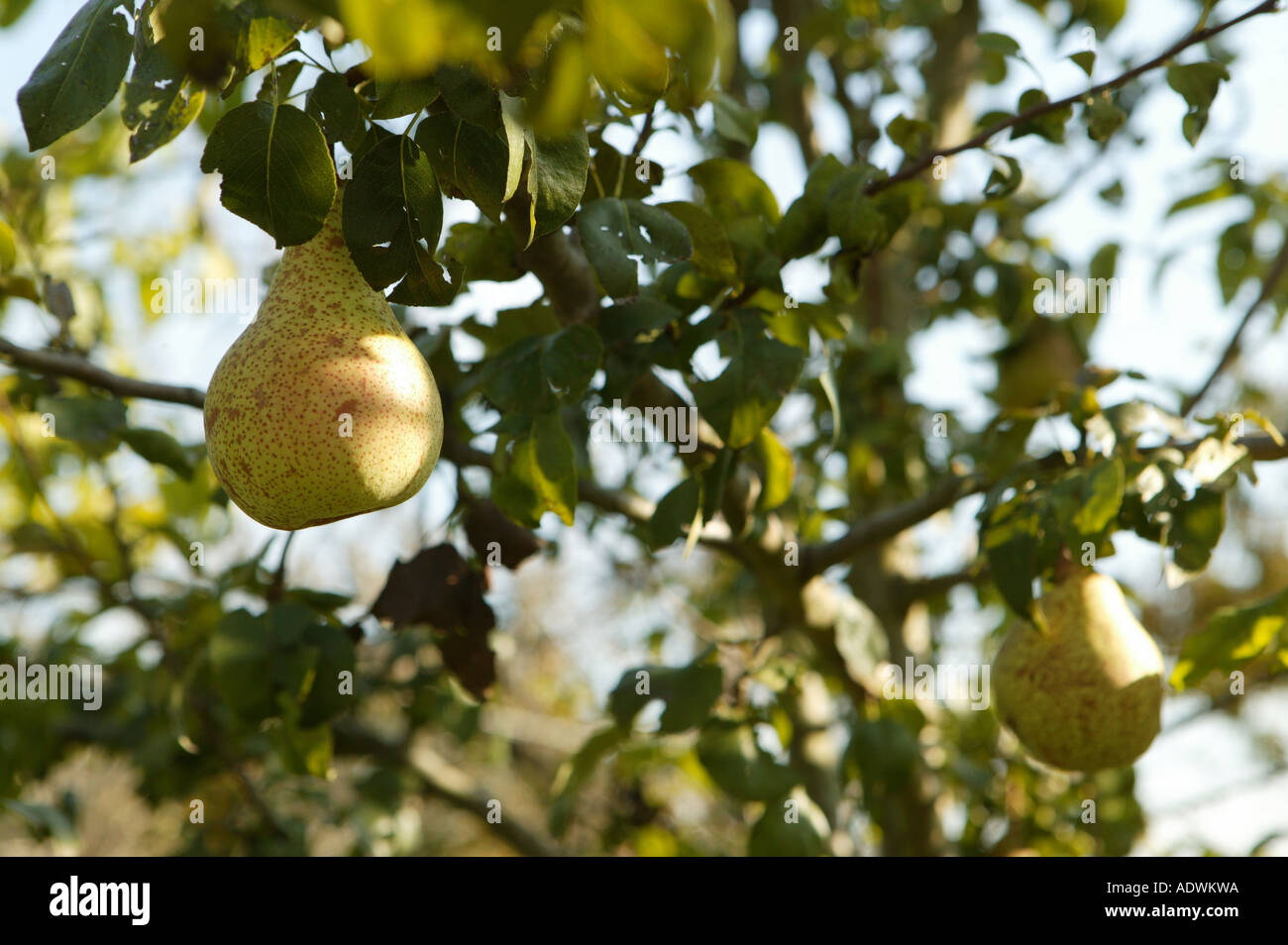 pears ripening on the tree Stock Photo - Alamy