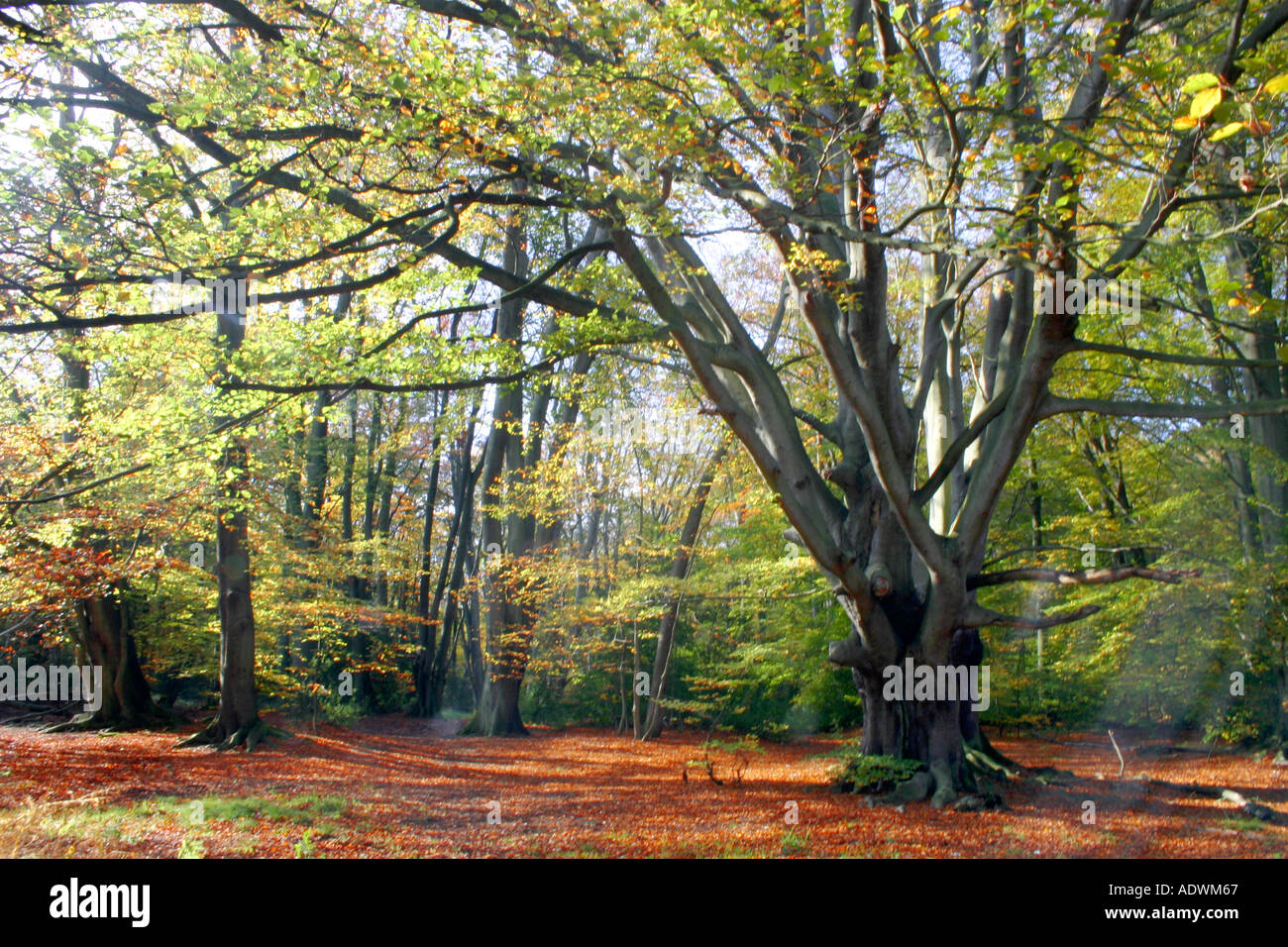 Lopped tree hi-res stock photography and images - Alamy