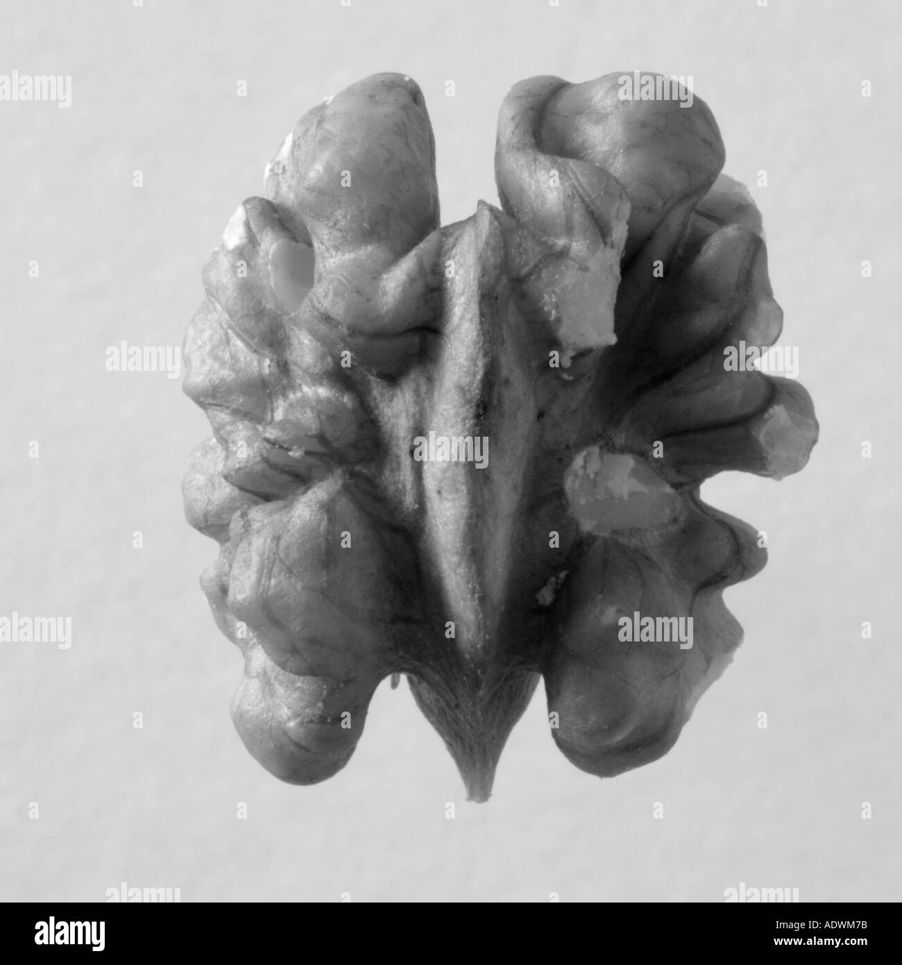 Inside of walnut Black and White Stock Photos & Images - Alamy