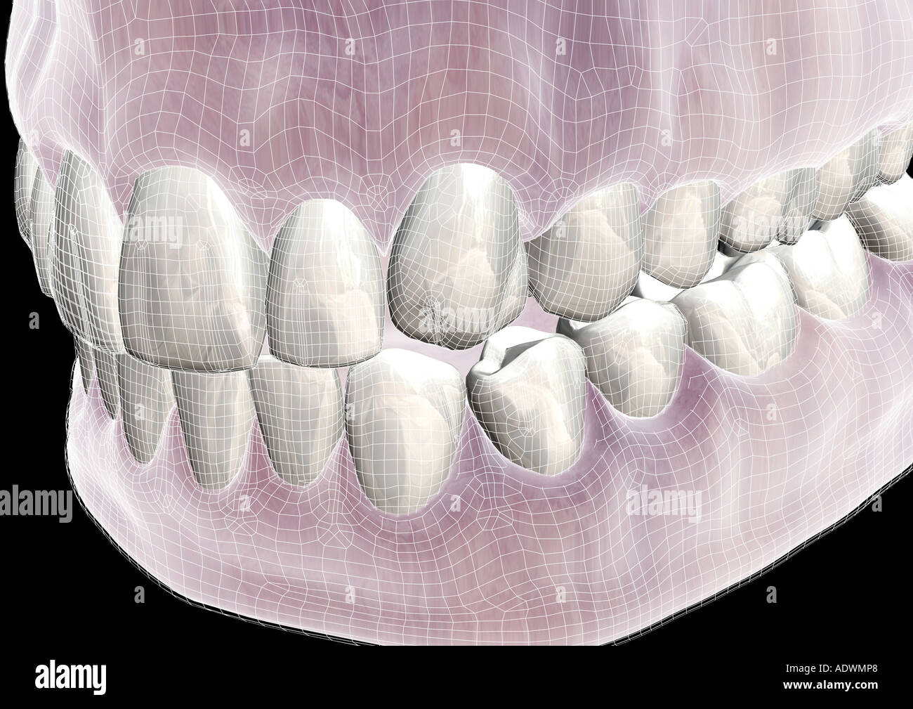 Tooth morphology hi-res stock photography and images - Alamy