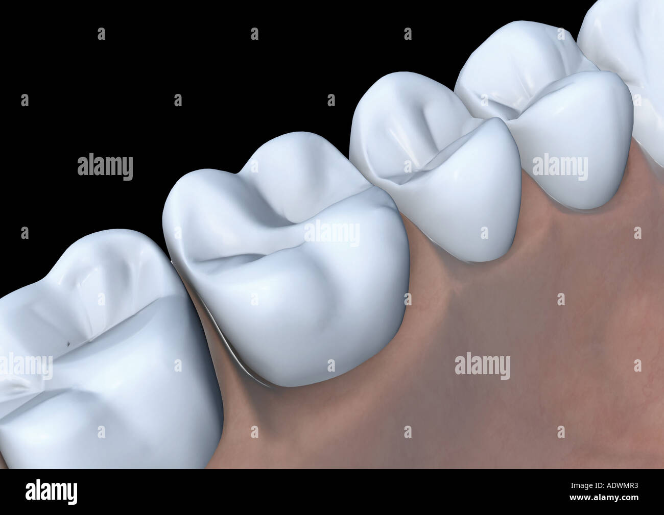 Tooth morphology hi-res stock photography and images - Alamy