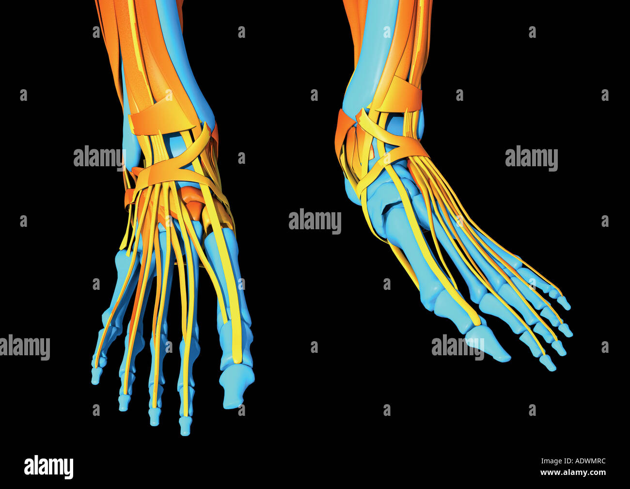 Skeleton anatomy medical atlas hi-res stock photography and images - Alamy