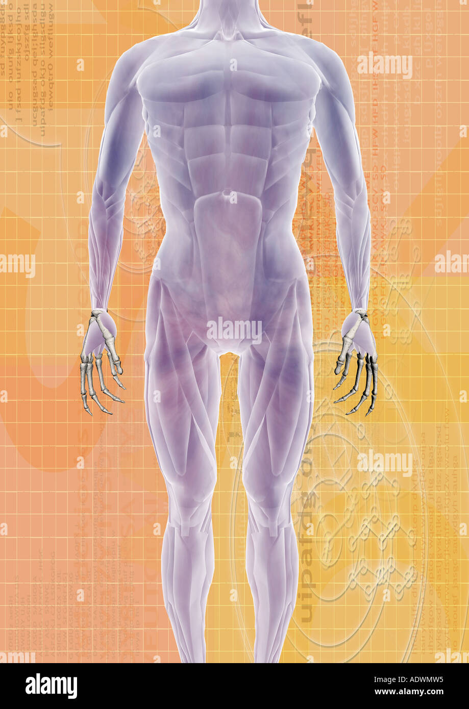 Physical morphology hi-res stock photography and images - Alamy