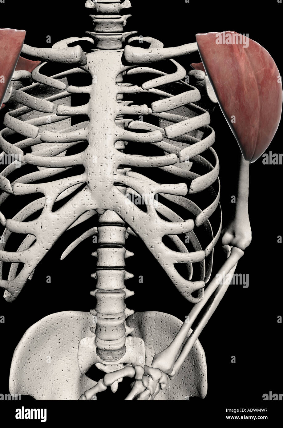 Pelvic morphology hi-res stock photography and images - Alamy