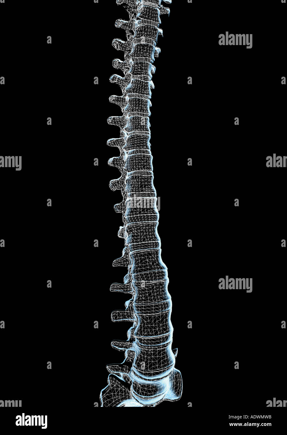 Spinal morphology hi-res stock photography and images - Alamy