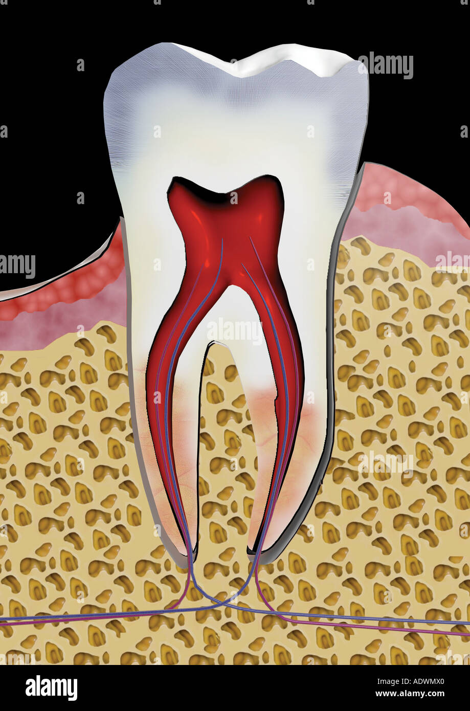 Tooth morphology hi-res stock photography and images - Alamy