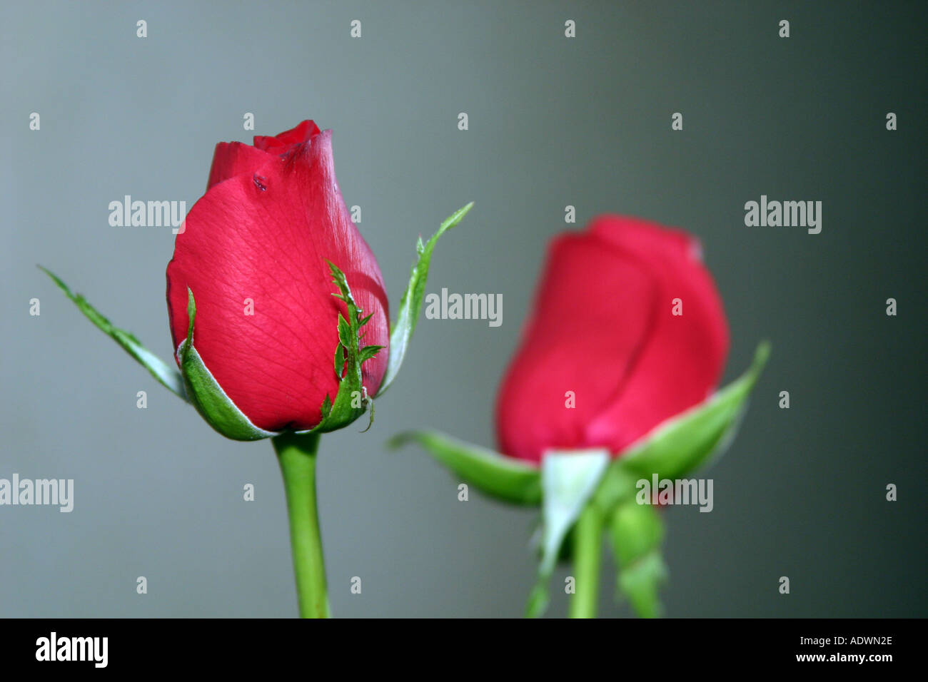 Two red roses Stock Photo - Alamy