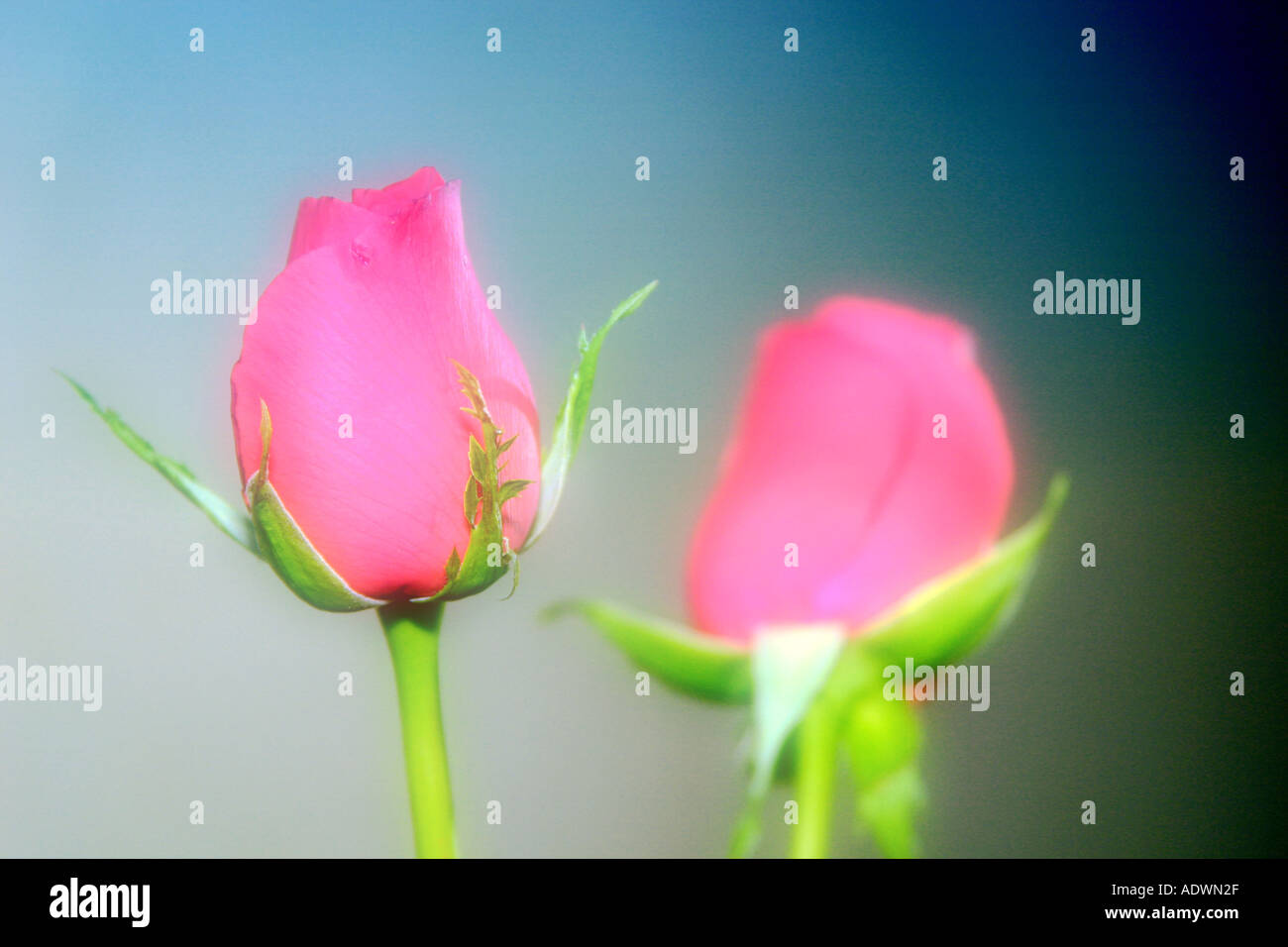 Two red roses Stock Photo - Alamy