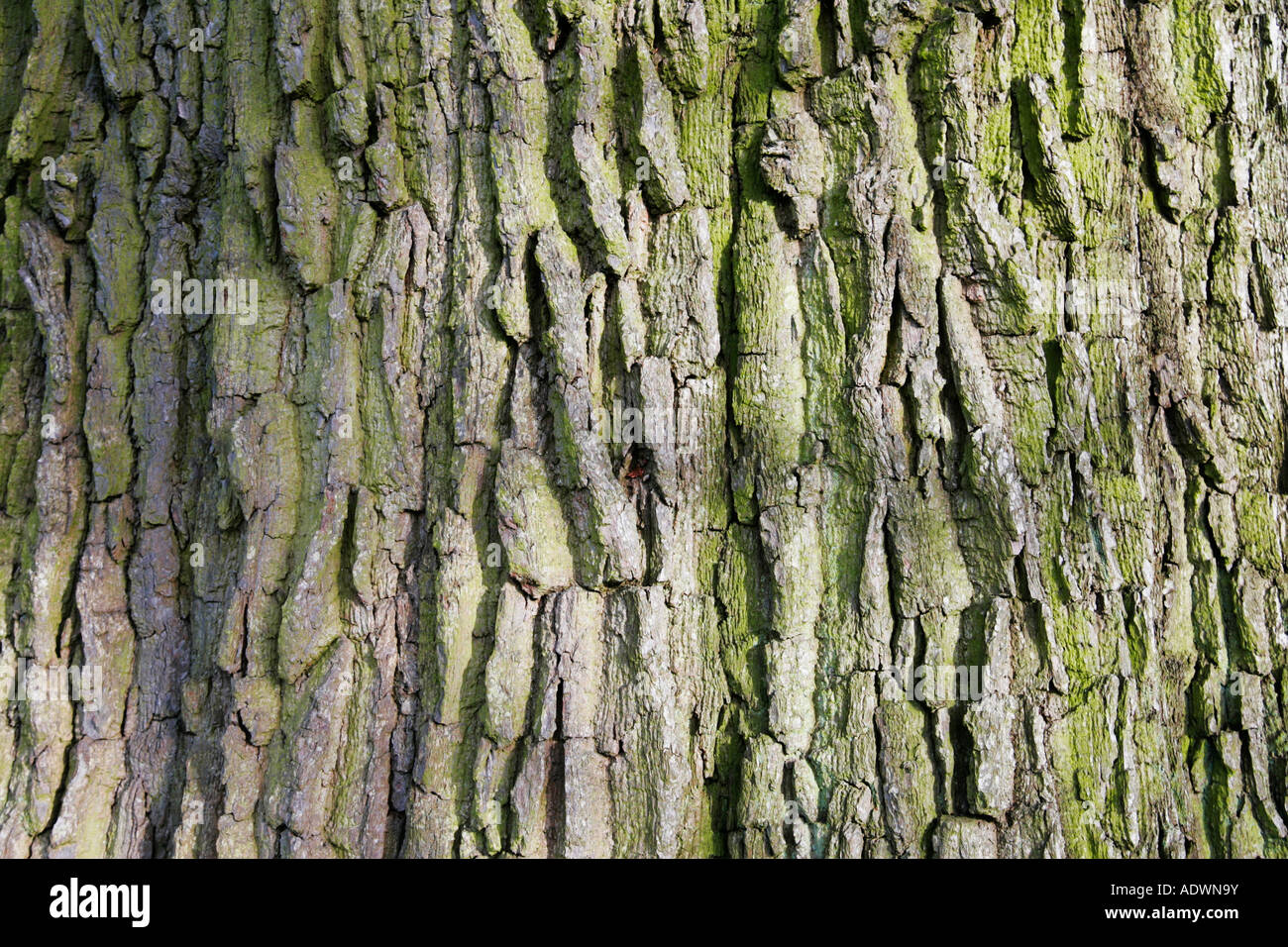 White Oak Tree Bark