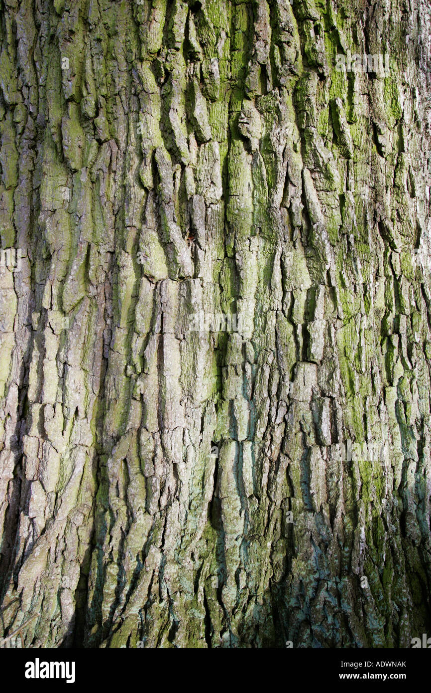 English oak bark hi-res stock photography and images - Alamy