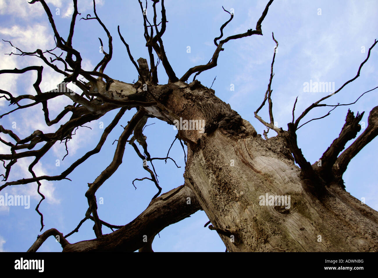 Dead Elm tree Sherbourne Gloucestershire United Kingdom Stock Photo - Alamy