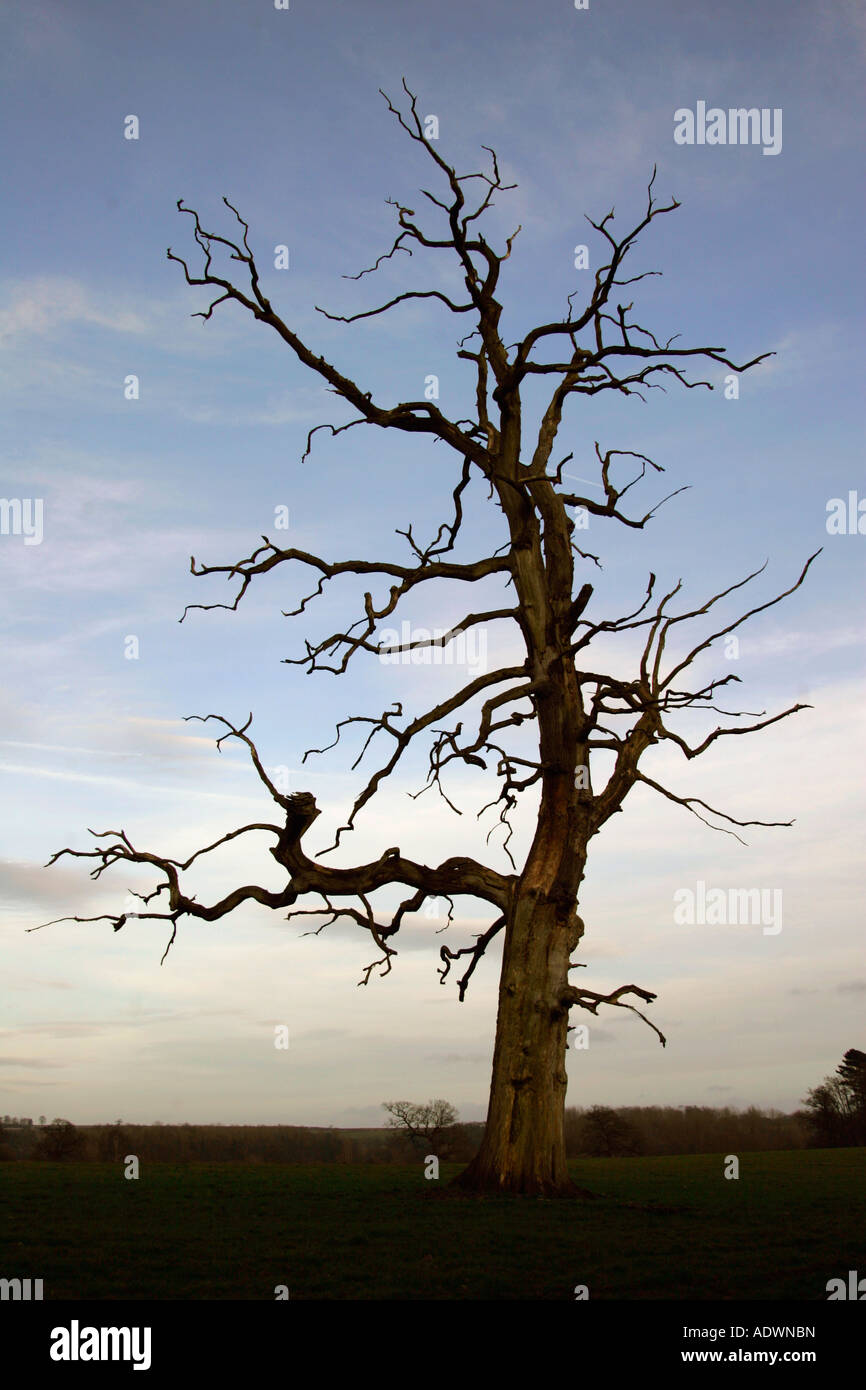 Dutch Elm Disease Bark High Resolution Stock Photography and Images - Alamy