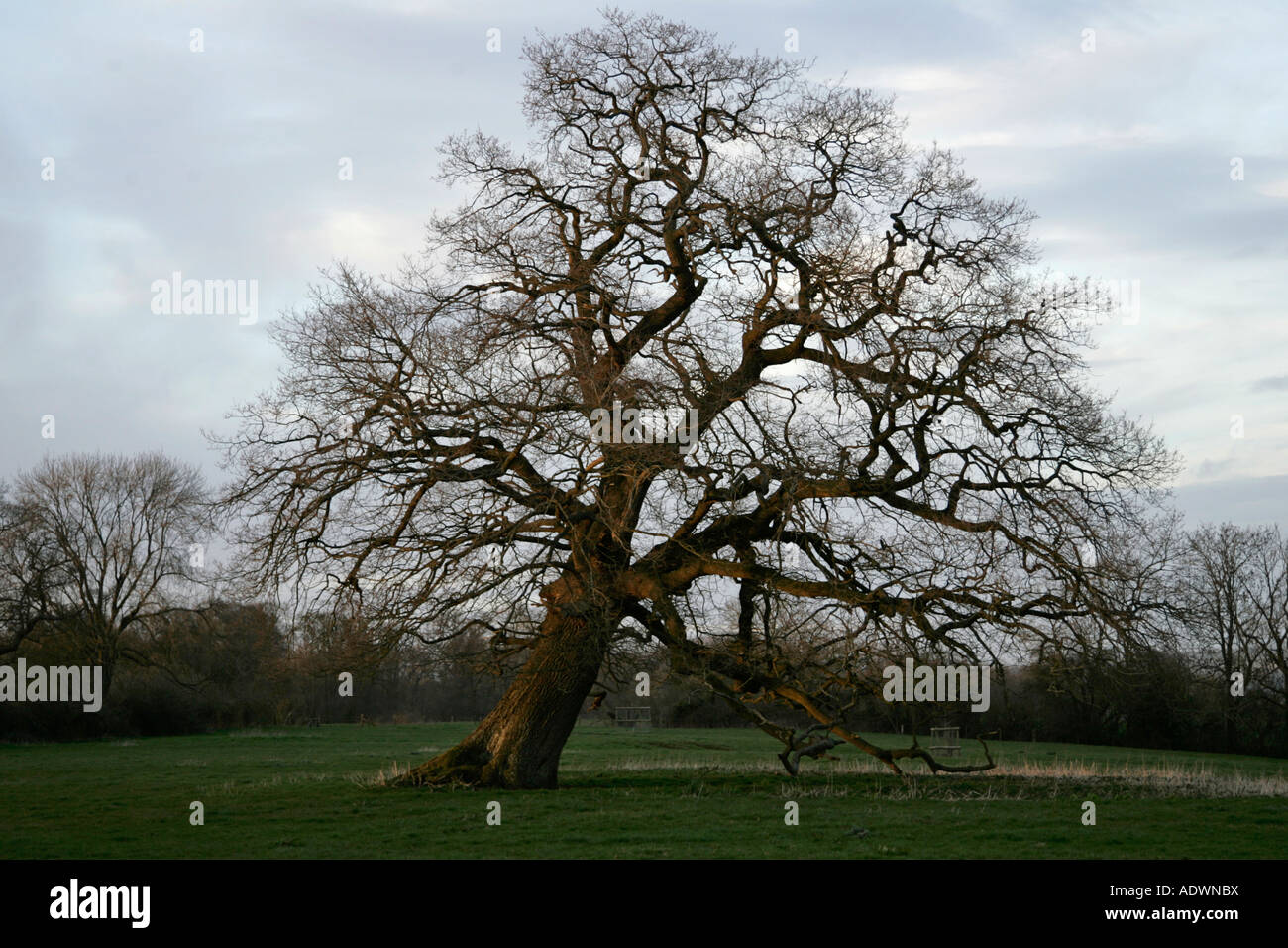 Falling oak tree Sherbourne Gloucestershire United Kingdom Stock Photo ...