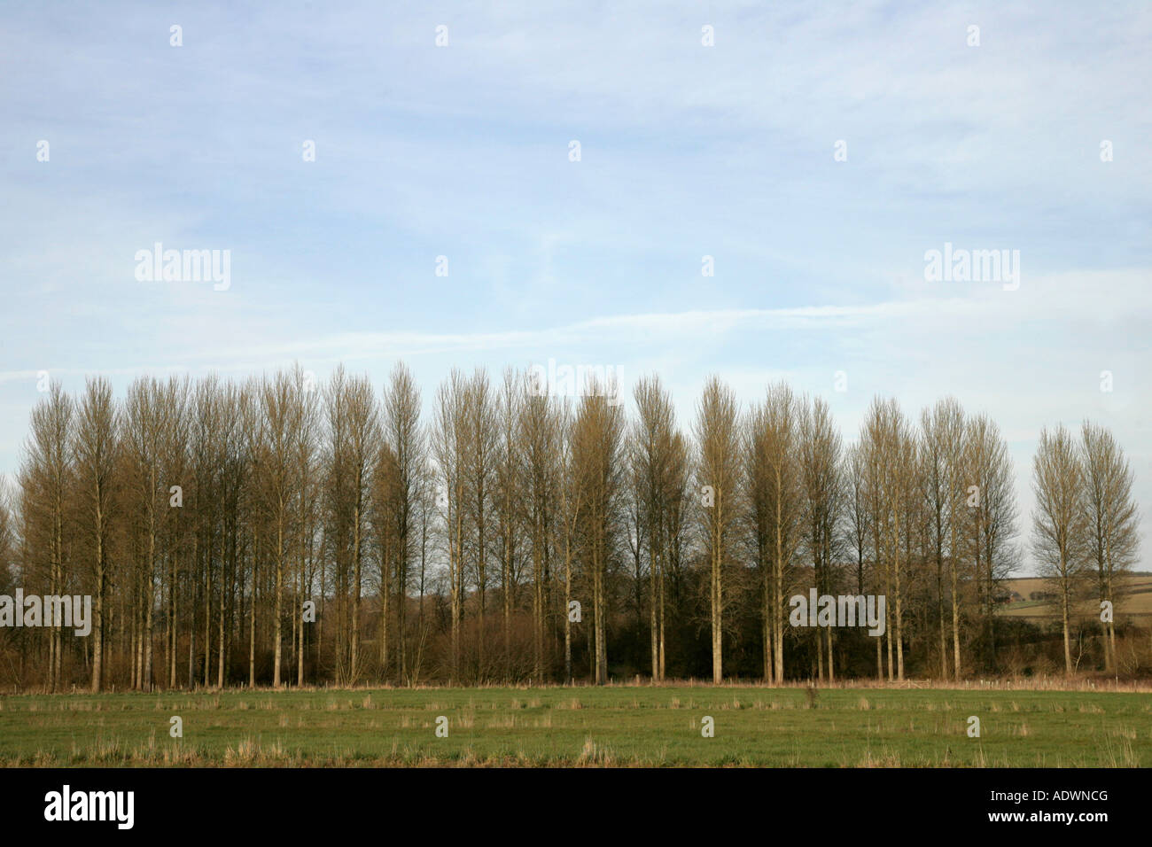 Row of Poplar trees Sherbourne The Cotswolds Gloucestershire United ...