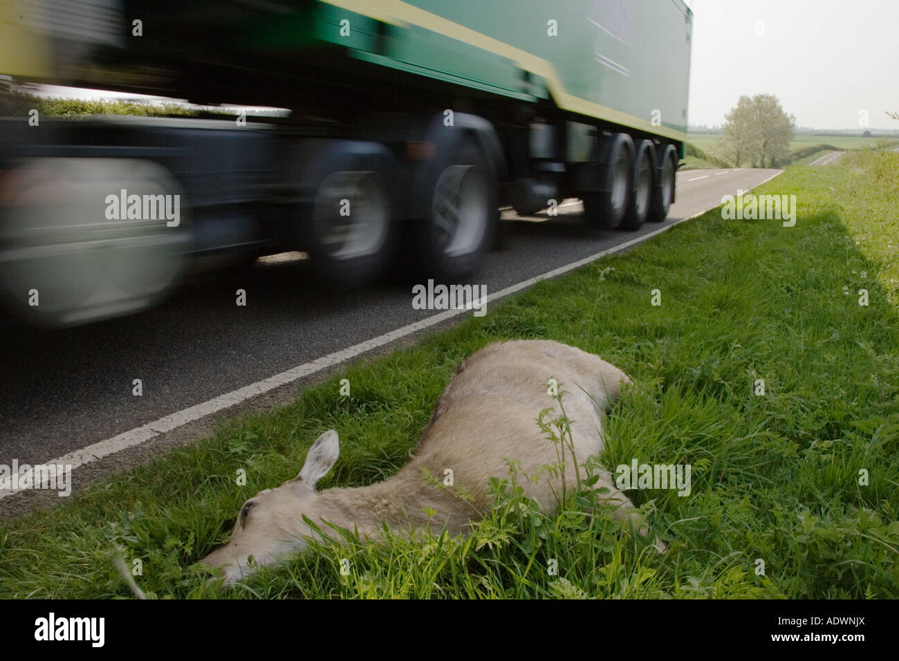 Lorry drives past corpse of dead deer by roadside on country road ...