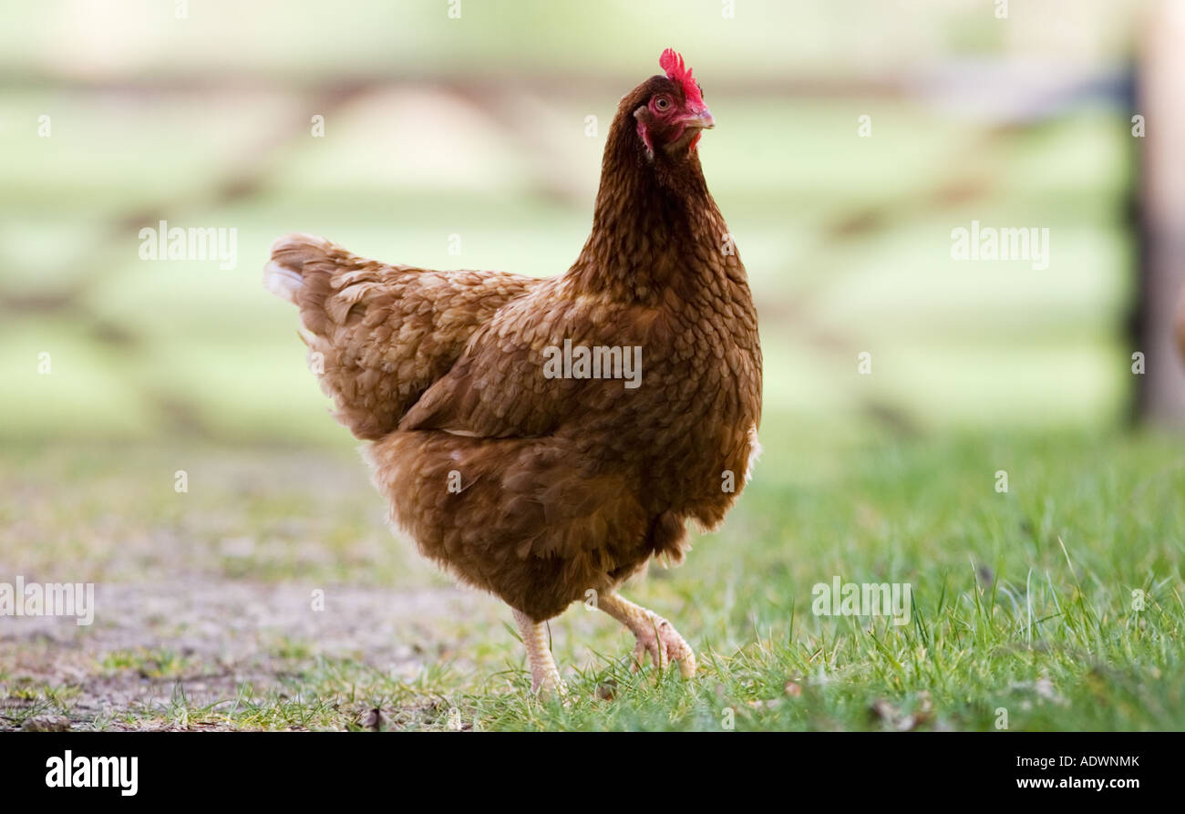 Hen Pecking Order High Resolution Stock Photography and Images - Alamy
