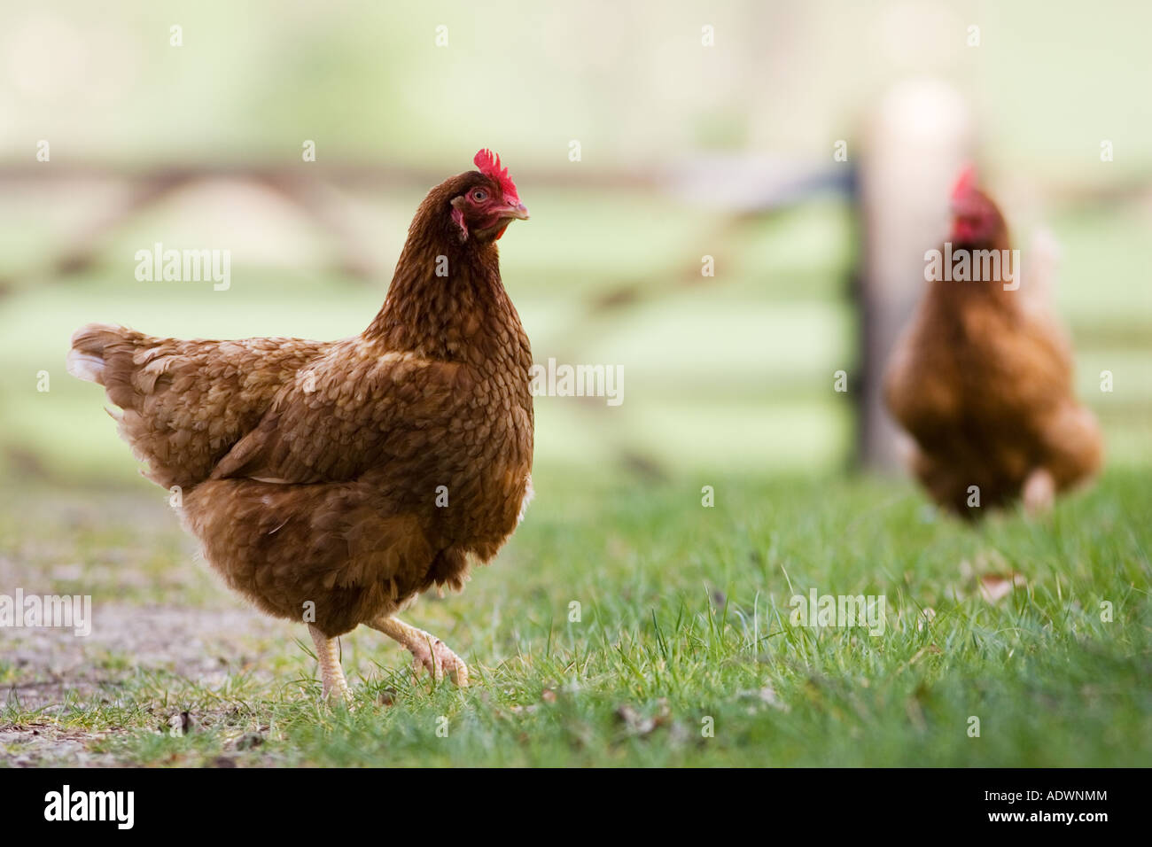 Free range hen Chedworth Gloucestershire United Kingdom Stock Photo - Alamy