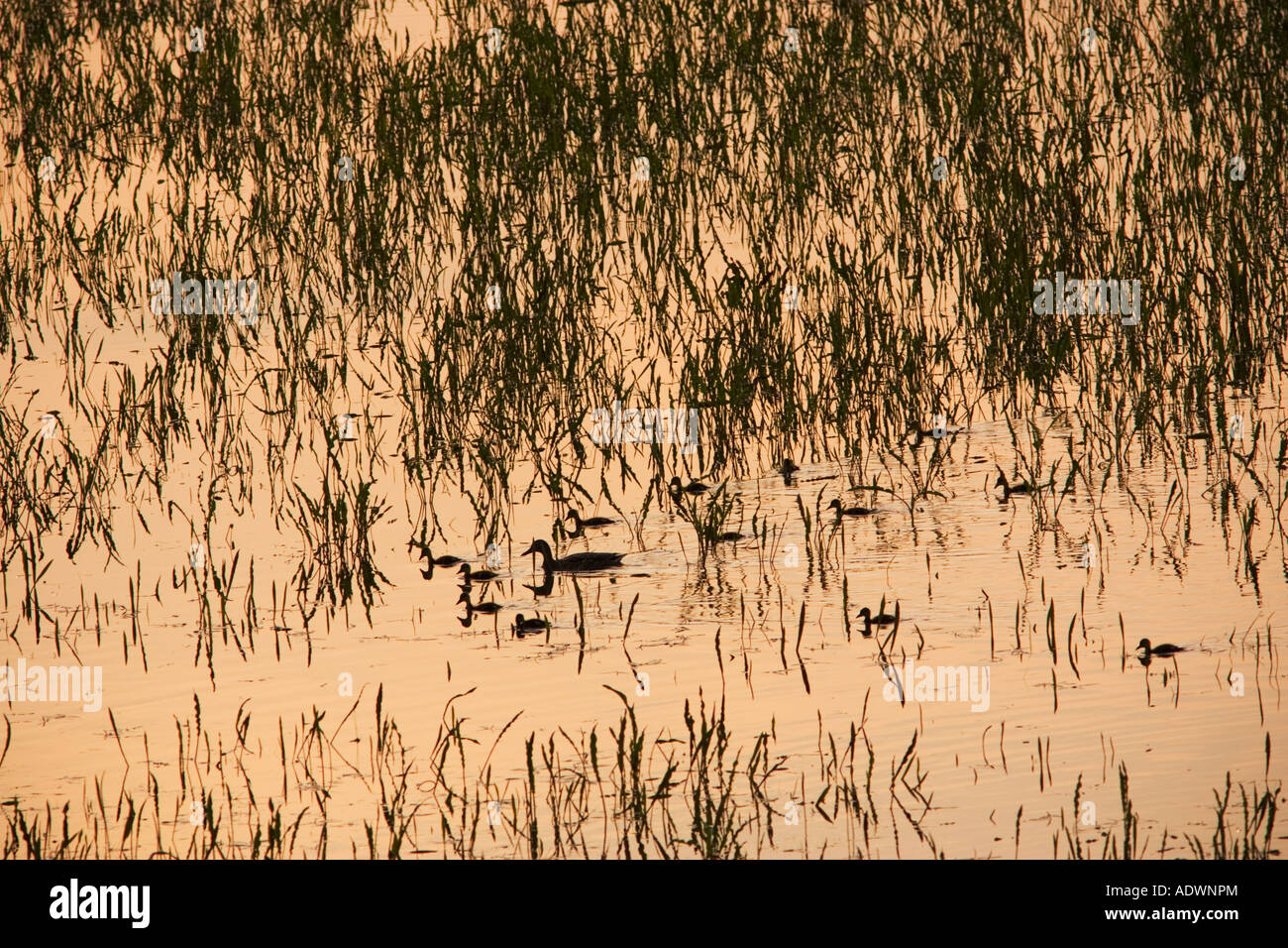 Waterlogged field bird hi-res stock photography and images - Alamy
