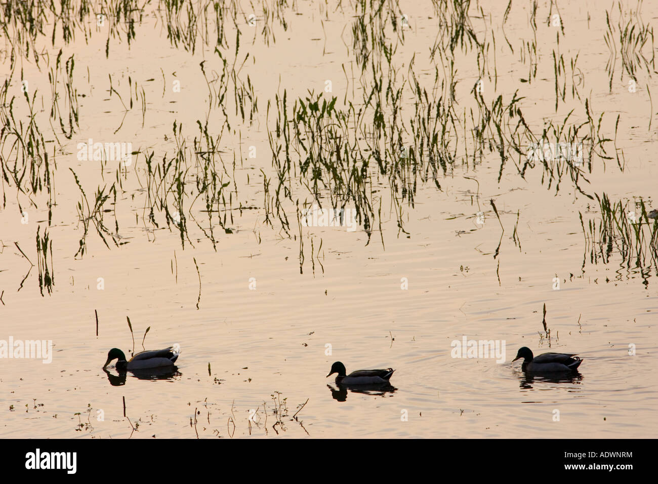 Waterlogged field bird hi-res stock photography and images - Alamy
