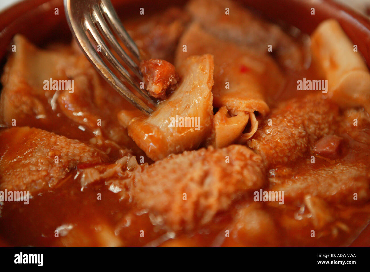 callus, comestible, typical food in Spain, big Stock Photo - Alamy